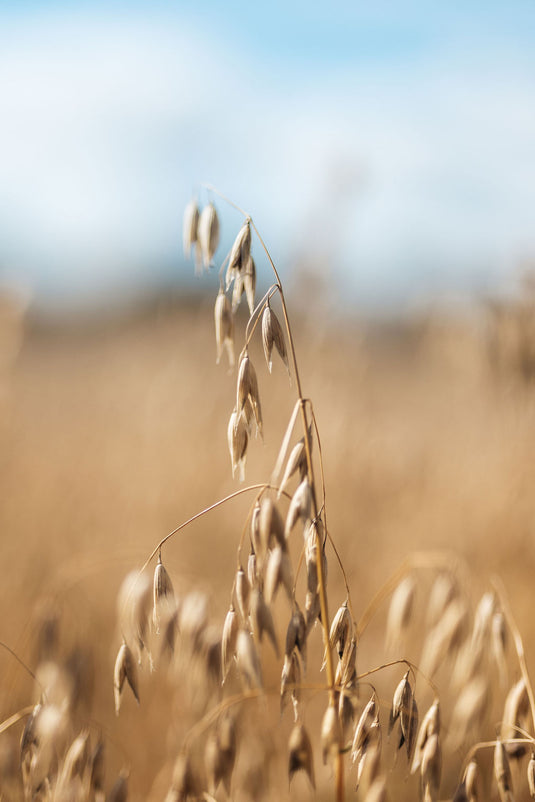 All about us | The people behind the oats | MOMA Foods